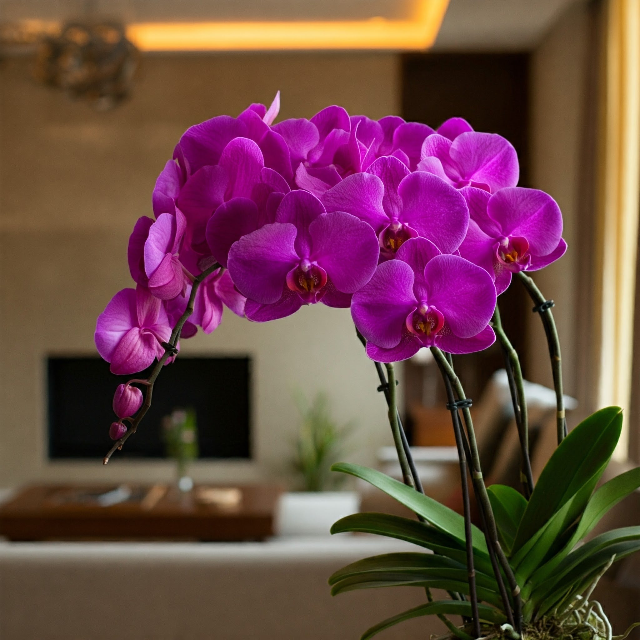 Orchid Opulence – The Plant Stylist