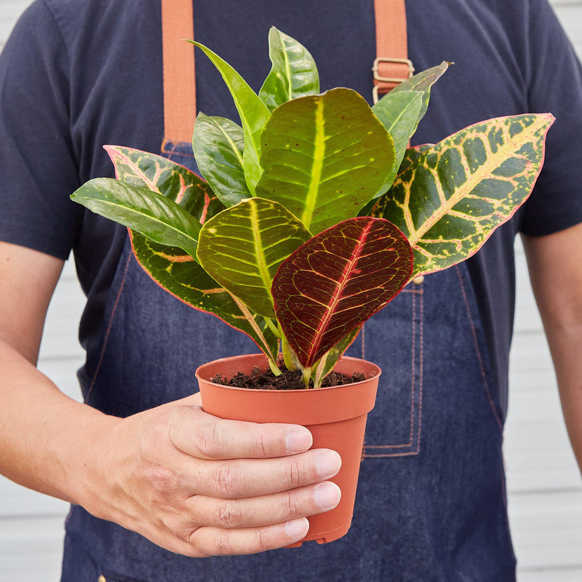 Croton Petra Joseph's Coat | Multicolor Tropical Classic – The Plant ...