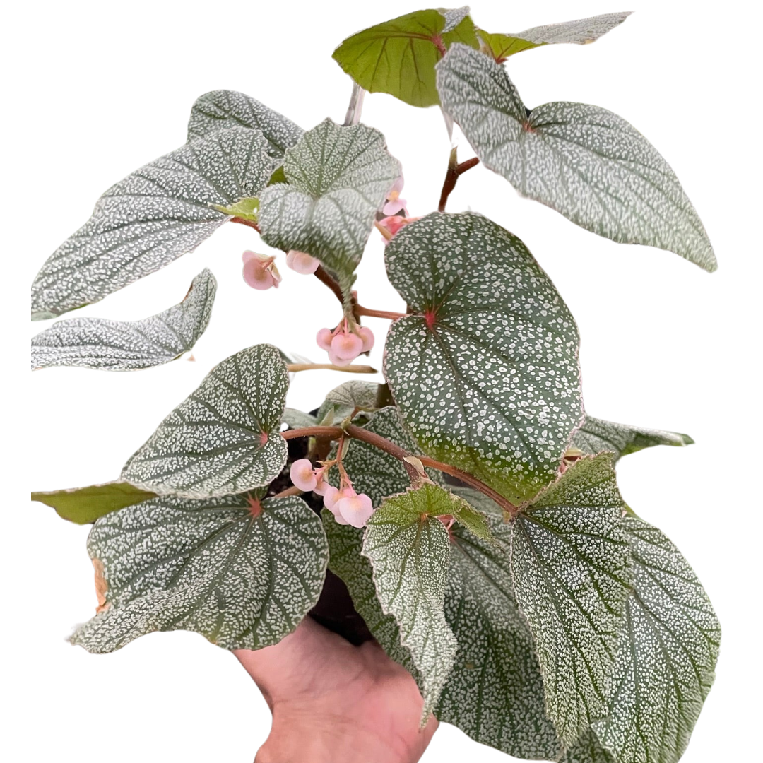 Begonia Frosty | Silver-Frosted Round Leaf Begonia – The Plant Stylist