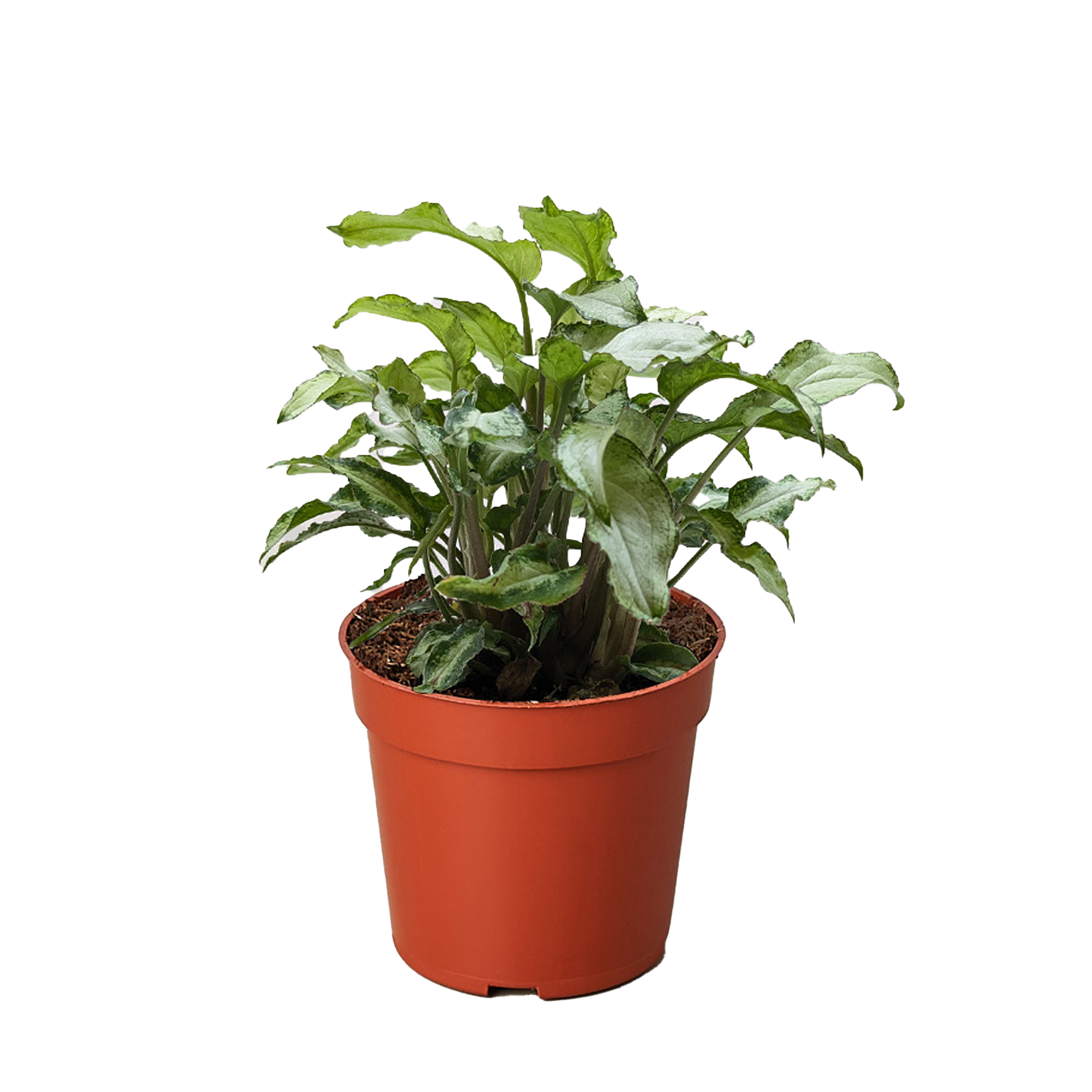 Syngonium 'Three Kings' – The Plant Stylist