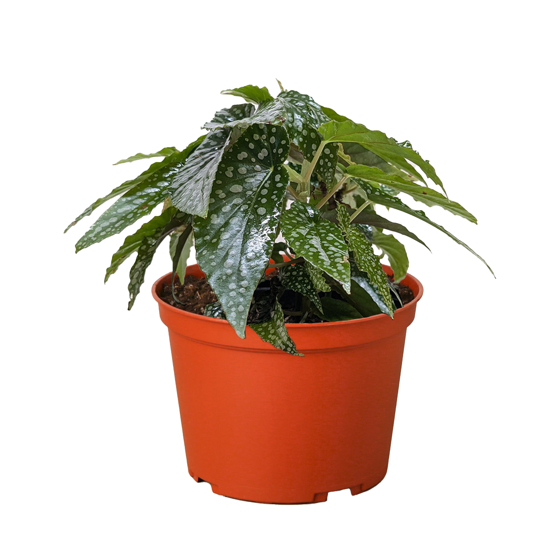 Begonia 'White Ice' – The Plant Stylist
