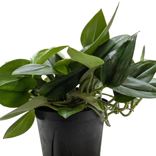 Scindapsus Platinum Java | Rare Silver Plant – The Plant Stylist