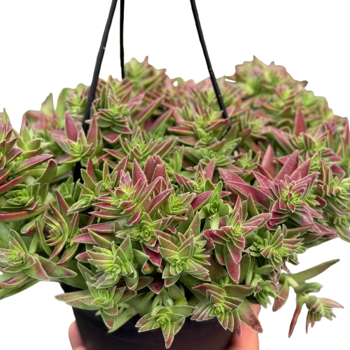 Succulent Crassula Capitella Red – The Plant Stylist
